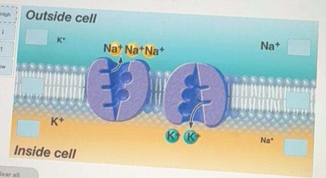 Solved: High Outside cell K^+ Na† 7 Na^+ Na+Na+ ow ' K^+ Na* Inside ...
