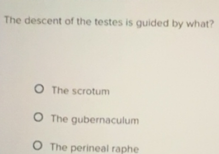 Solved: The descent of the testes is guided by what? The scrotum The ...