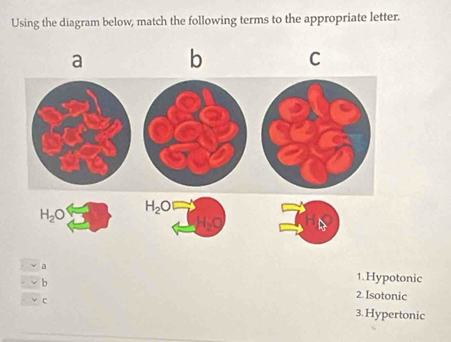 Solved: Using the diagram below, match the following terms to the appropriate letter. a b C a 1 ...