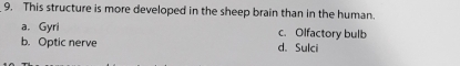Solved: This structure is more developed in the sheep brain than in the ...