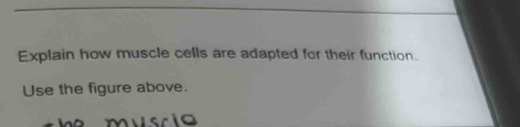 Solved: Explain how muscle cells are adapted for their function. Use ...