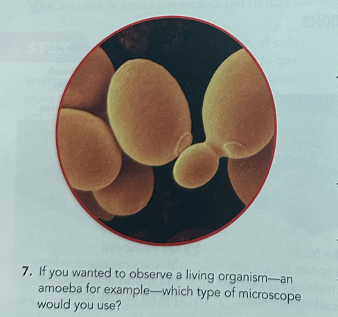 Solved: If you wanted to observe a living organism—an amoeba for ...