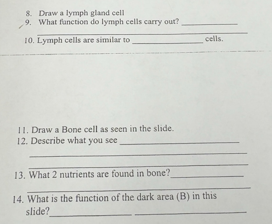 Solved: Draw a lymph gland cell 9. What function do lymph cells carry ...