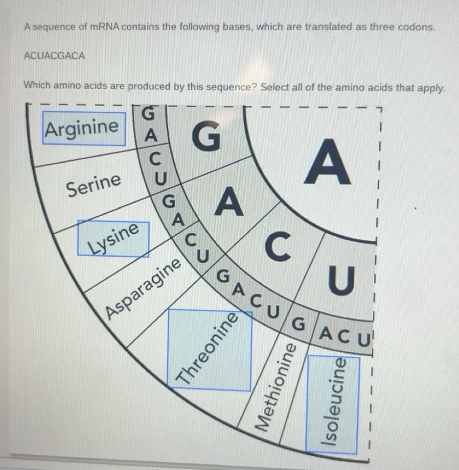 Gelöst:A sequence of mRNA contains the following bases, which are ...