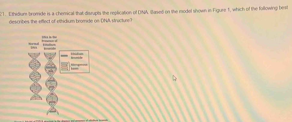Solved: Ethidium bromide is a chemical that disrupts the replication of ...