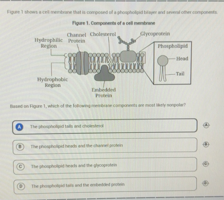 Solved: Figure 1 shows a cell membrane that is composed of a ...