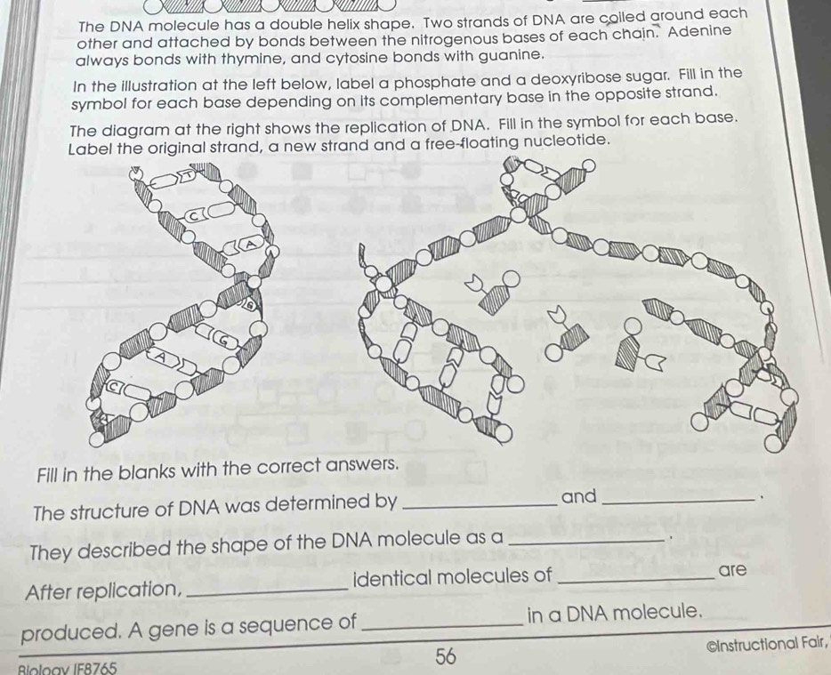 Solved: The DNA molecule has a double helix shape. Two strands of DNA ...