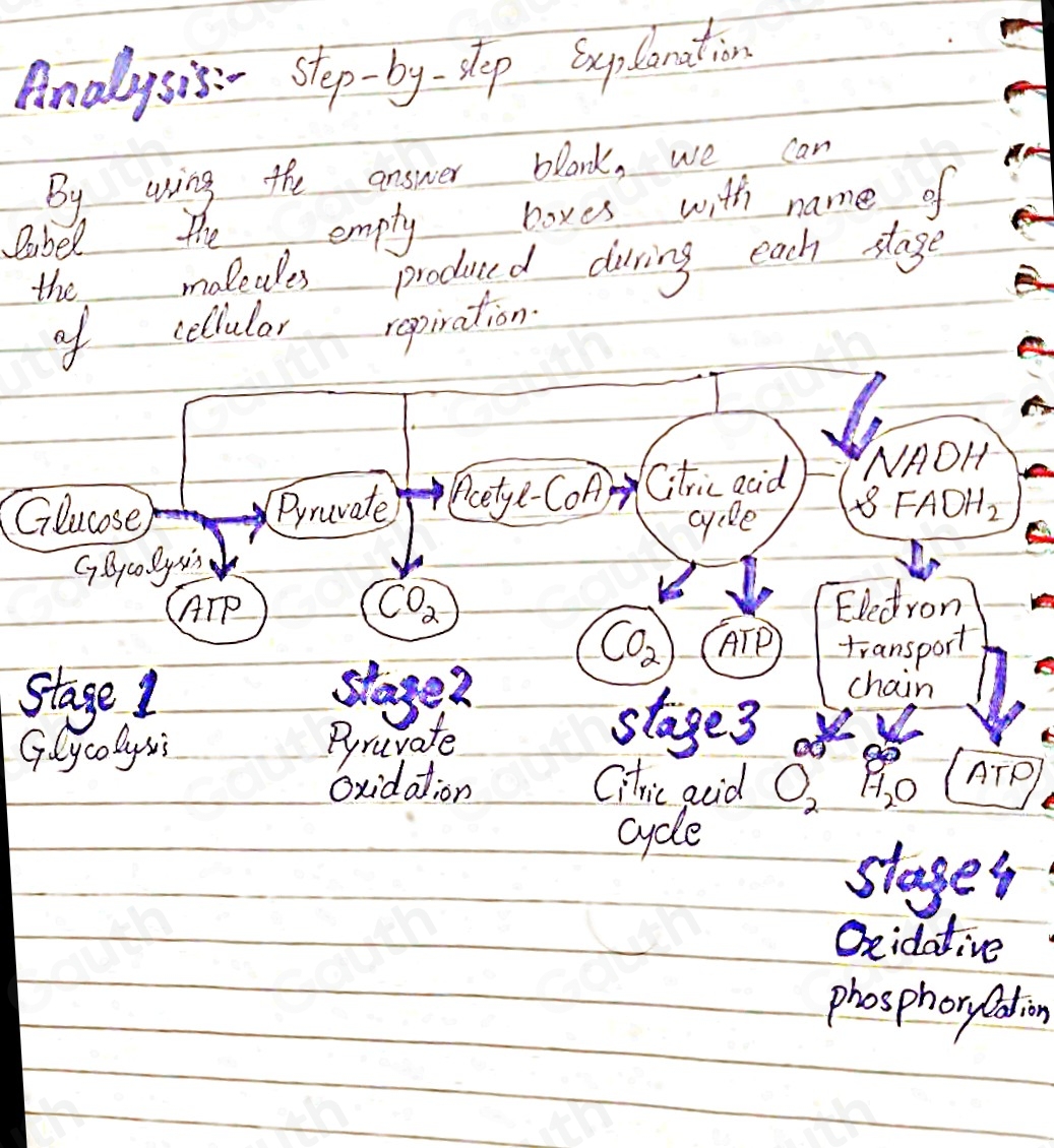 Solved: This figure depicts the four stages of cellular respiration ...