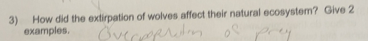 Solved: How did the extirpation of wolves affect their natural ...