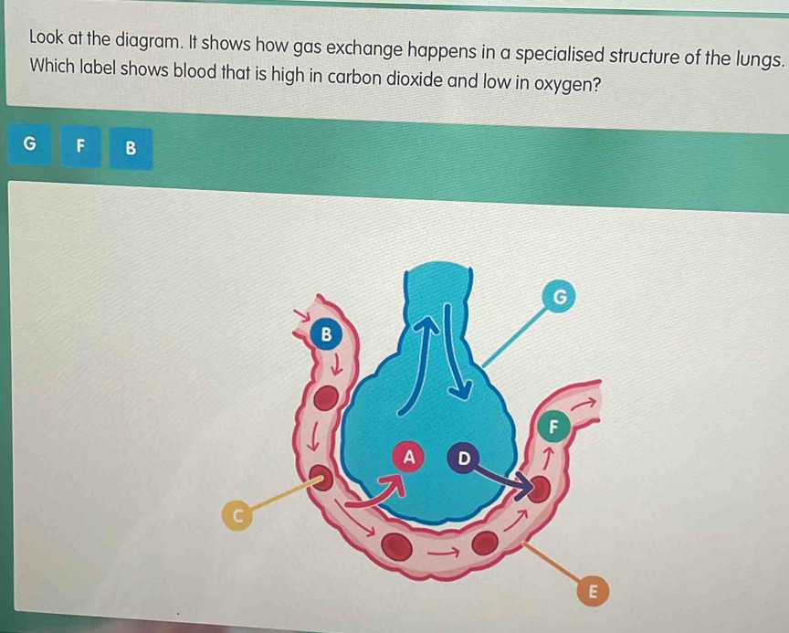 Solved: Look at the diagram. It shows how gas exchange happens in a ... Solved: Look at the diagram. It shows how gas exchange happens in a ...