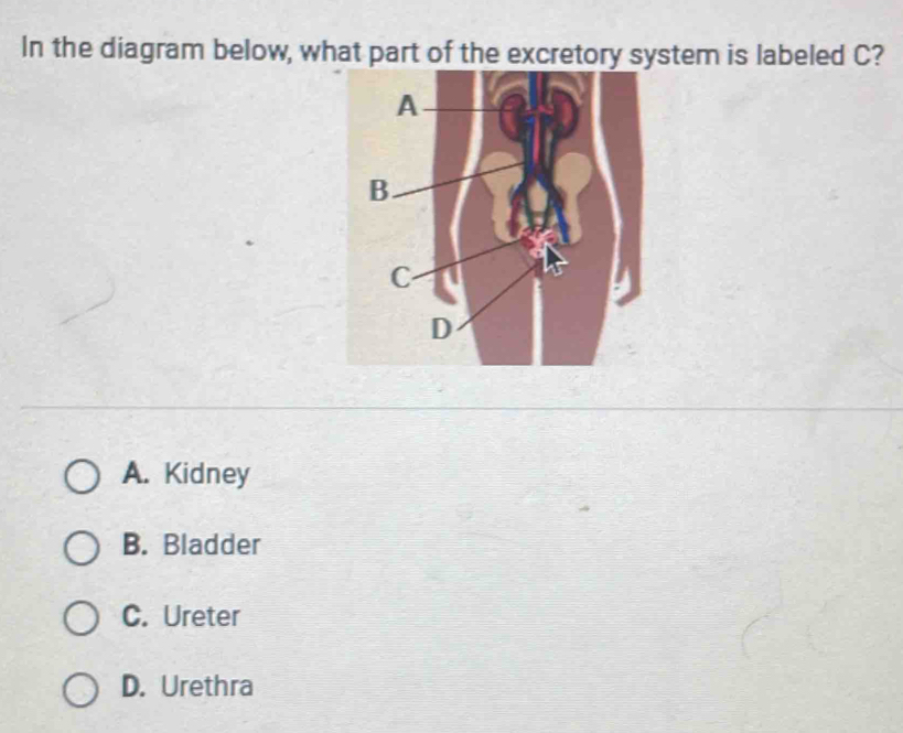 Solved: In the diagram below, what part of the excretory system is ...