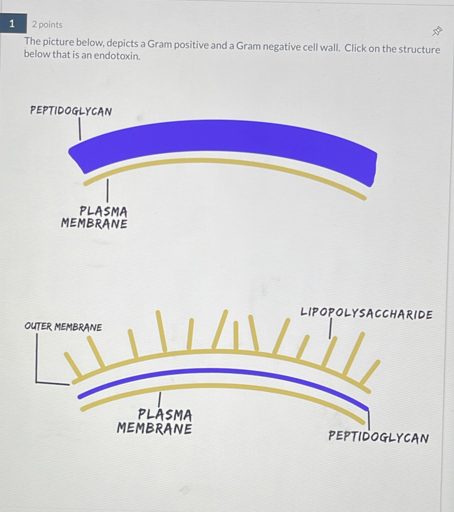 Solved: 1 2 points The picture below, depicts a Gram positive and a ...