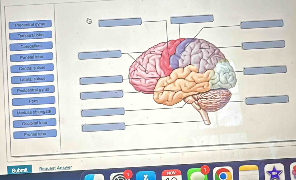 Solved: Precentral gyrus Temporal lobe Cerebellum Parietal lobe Central ...