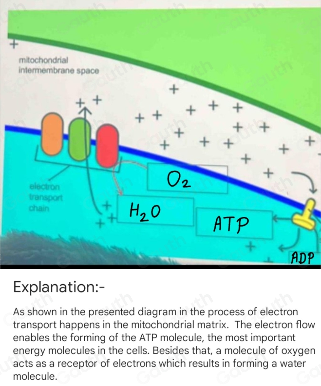Solved: Drag the correct tiles to the image. Not all tiles will be used ...