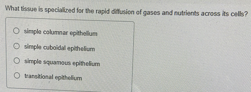Solved: What tissue is specialized for the rapid diffusion of gases and ...