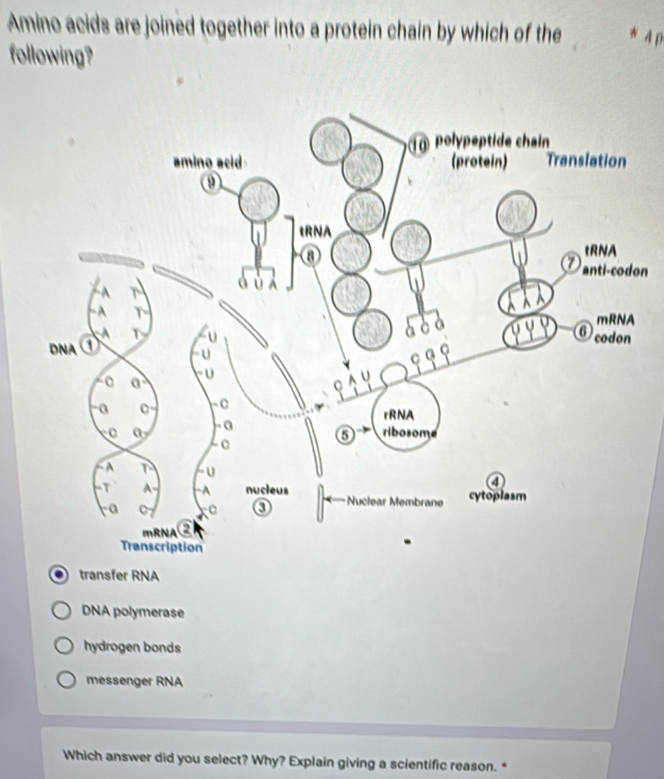 Solved: Amino acids are joined together into a protein chain by which ...
