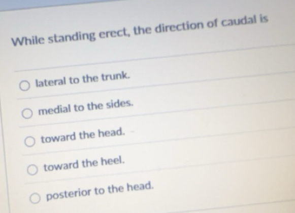 Solved: While standing erect, the direction of caudal is lateral to the ...