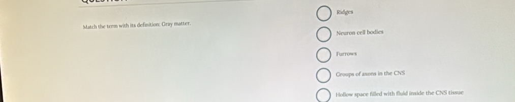 Solved: Ridges Match the term with its definition: Gray matter. Neuron ...