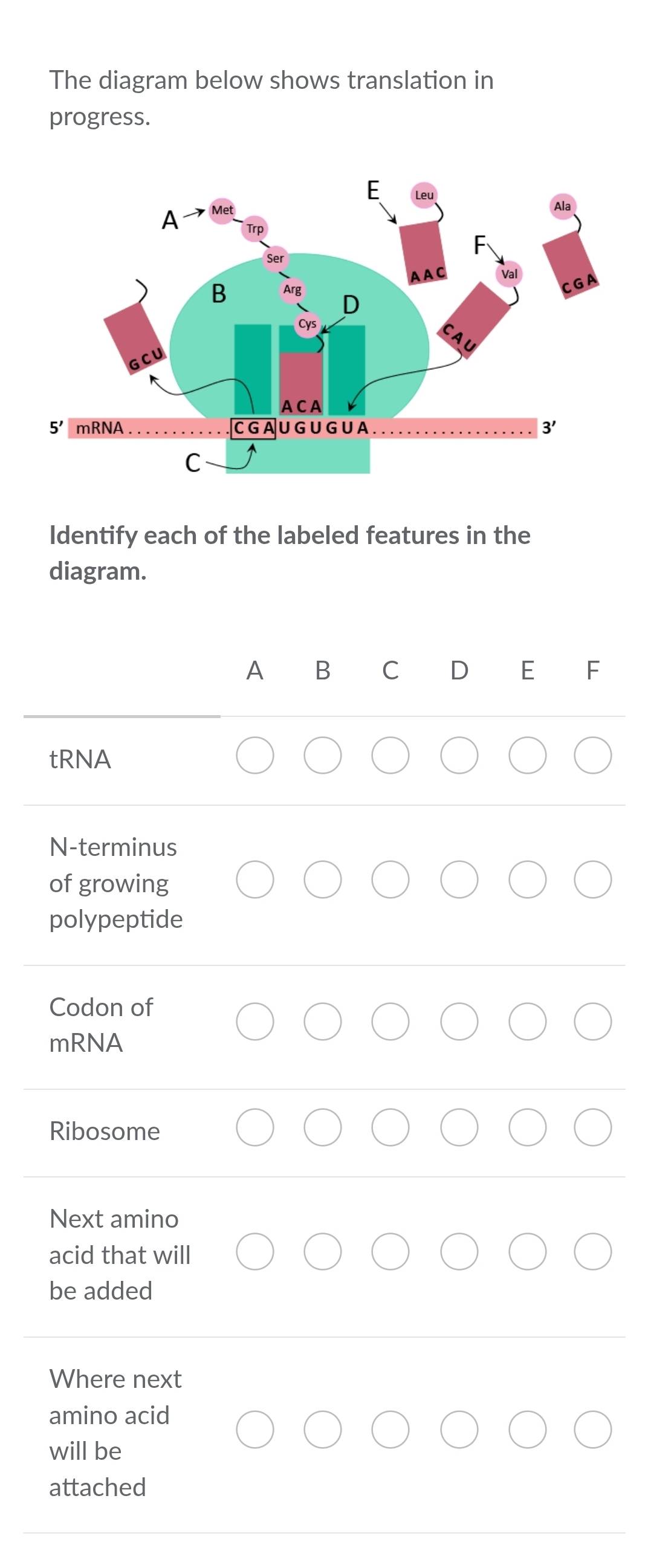 Solved: The diagram below shows translation in progress. Identify each ...