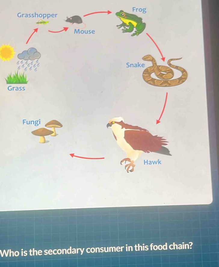 Solved: Frog Grasshopper Mouse Snake Grass Fungi Hawk Who is the ...
