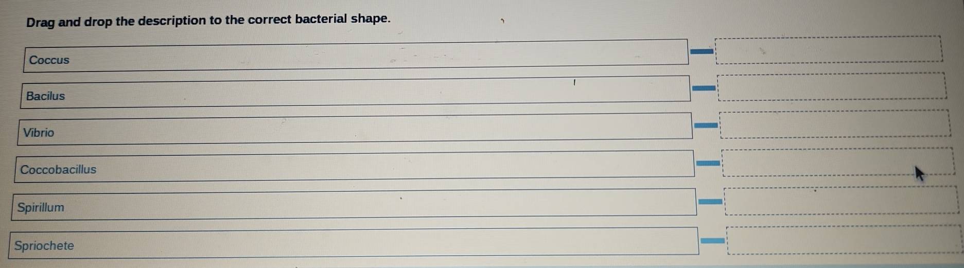 Solved: Drag and drop the description to the correct bacterial shape ...