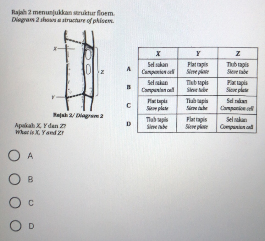 Selesai:Rajah 2 menunjukkan struktur floem. Diagram 2 shows a structure of phloem. Apakah X, Y da
