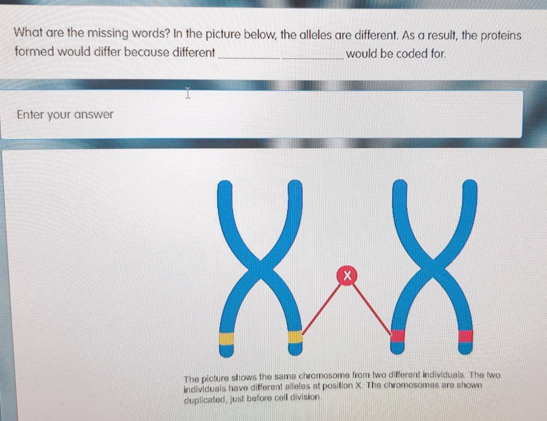 Solved: What are the missing words? In the picture below, the alleles ...