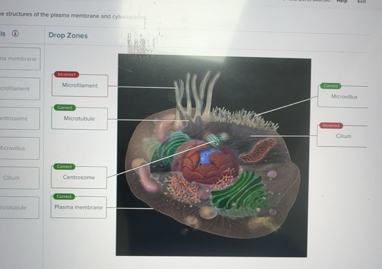 Solved: Ext he structures of the plasma membrane and cytoskeleton . Is ...