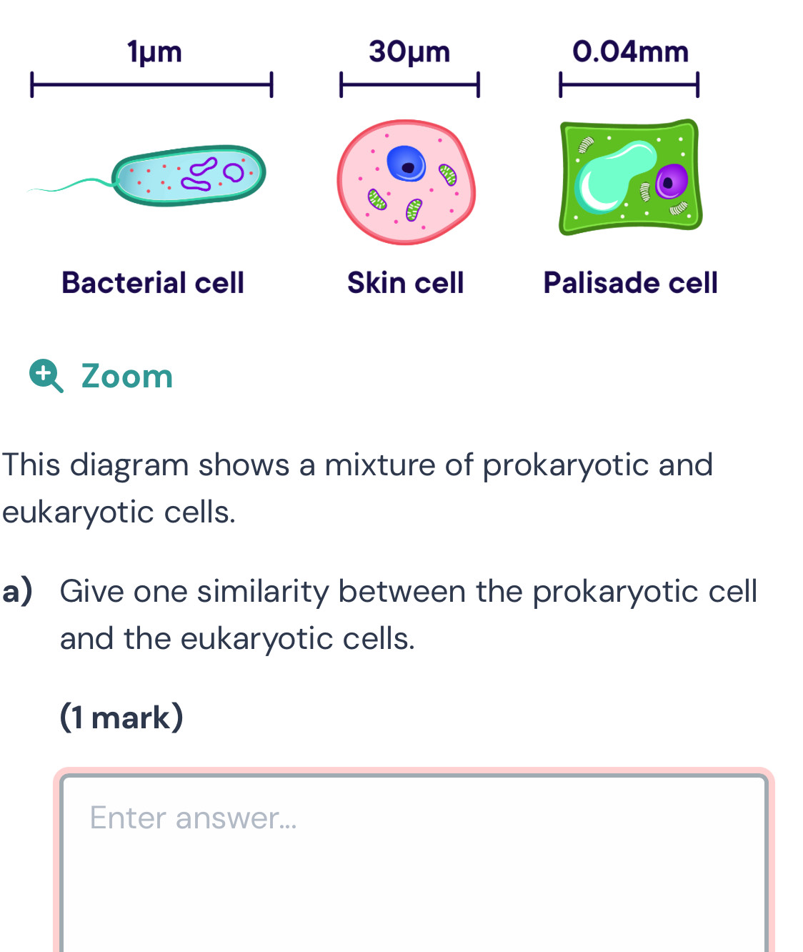 Solved: 1μm 30μm 0.04mm Bacterial cell Skin cell Palisade cell te Zoom ...