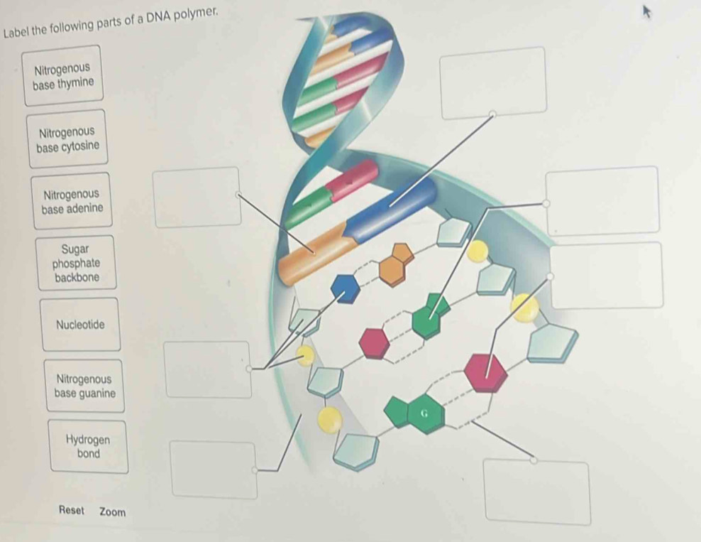 Solved: Label the following parts of a DNA polymer. Nitrogenous base ...