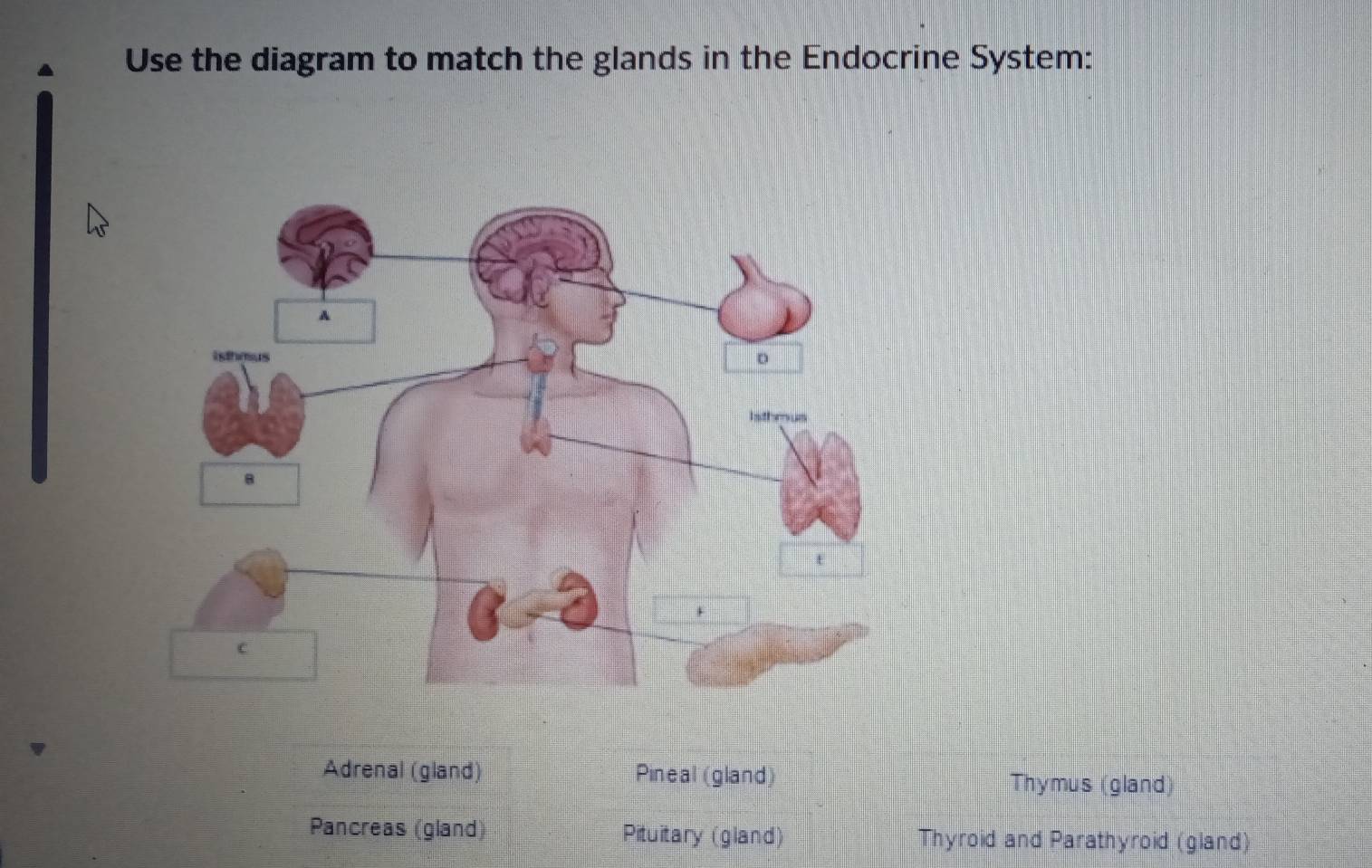 Solved: Use the diagram to match the glands in the Endocrine System: Adrenal (gland) Pineal ...