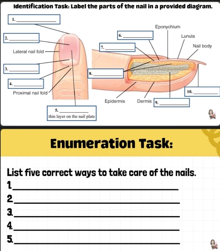 Solved: Identification Task: Label the parts of the nail in a provided ...