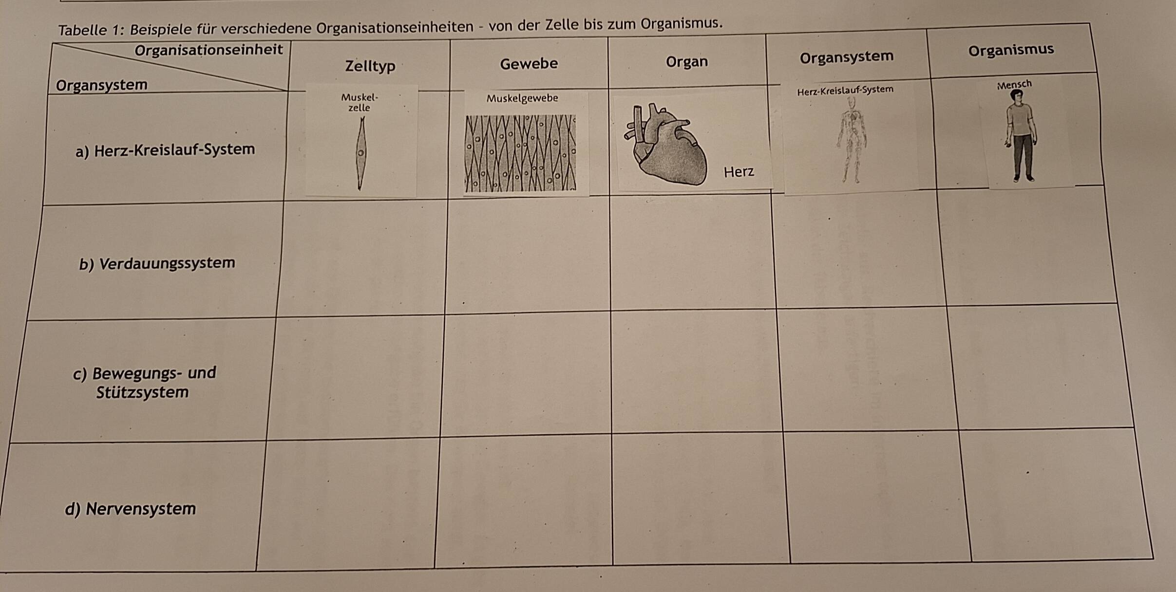 Gelöst:Tabelle 1: Beispiele für verschiedene Organisationseinheiten ...