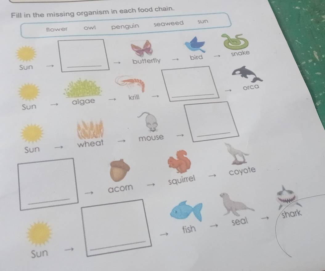 Solved: Fill in the missing organism in each food chain. sun [Biology]