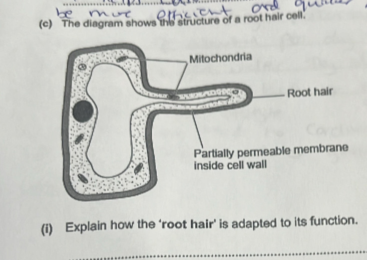Solved: The diagram shows the structure of a root hair cell. (i ...