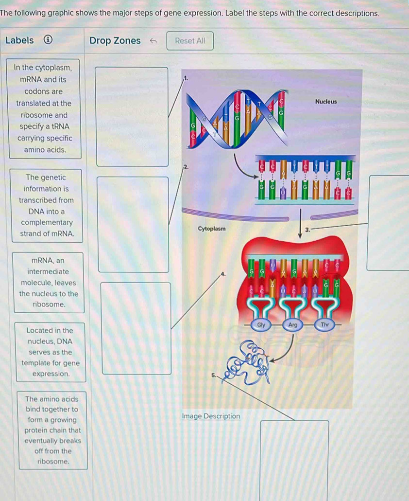 Solved: The following graphic shows the major steps of gene expression ...
