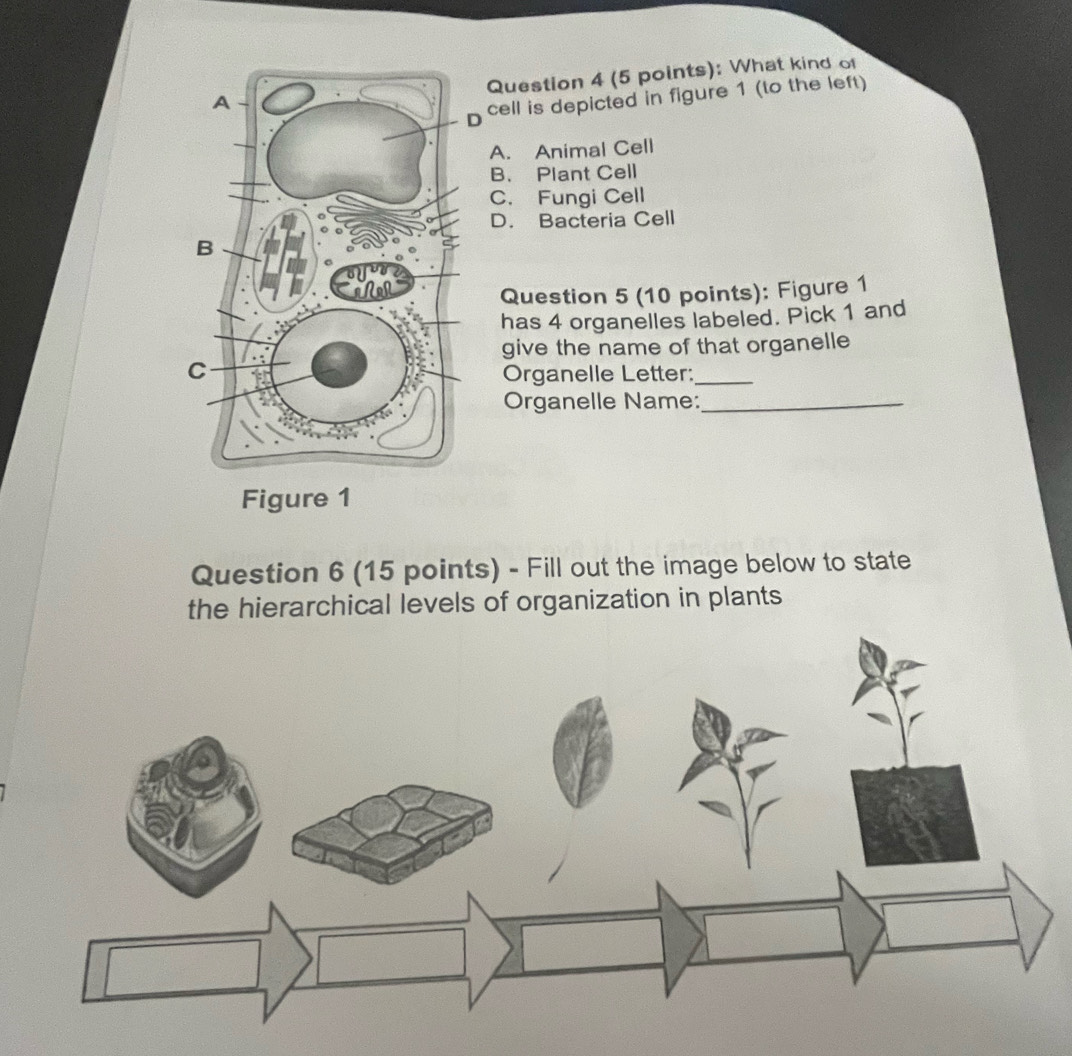 Solved: What kind of cell is depicted in figure 1 (to the left) A ...