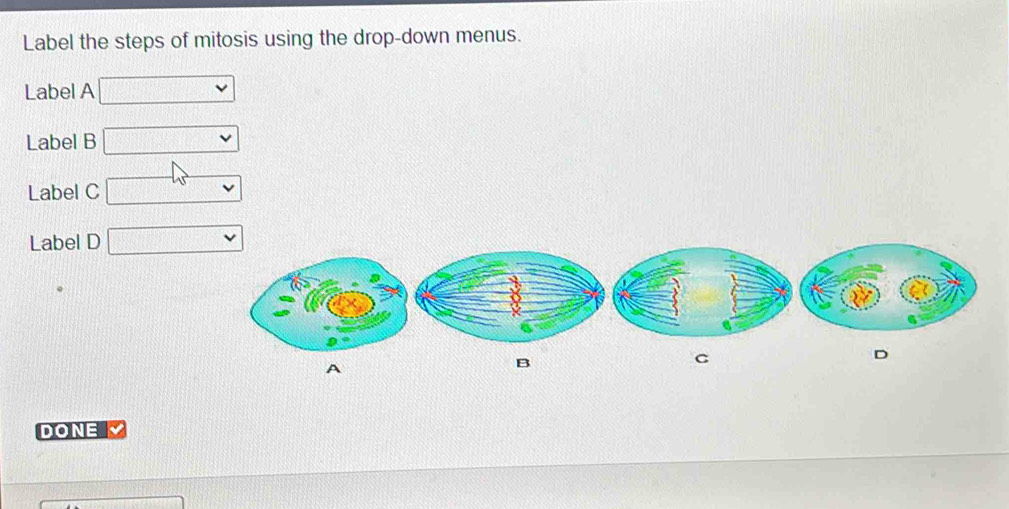 Solved: Label the steps of mitosis using the drop-down menus. Label A Label B Label C 5° v [Biology]