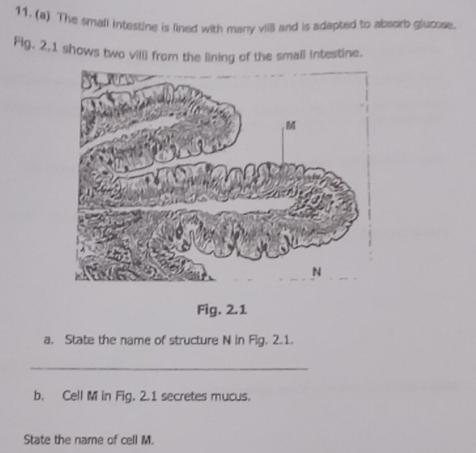 Solved: The small intestine is lined with many villi and is adapted to ...
