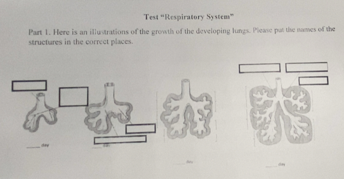 Gelöst:Test “Respiratory System” Part 1. Here is an illustrations of ...