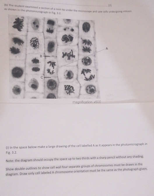 Solved: [2] (b) The student examined a section of a root tip under the ...