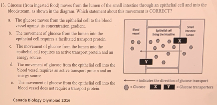 Solved: Glucose (from ingested food) moves from the lumen of the small ...