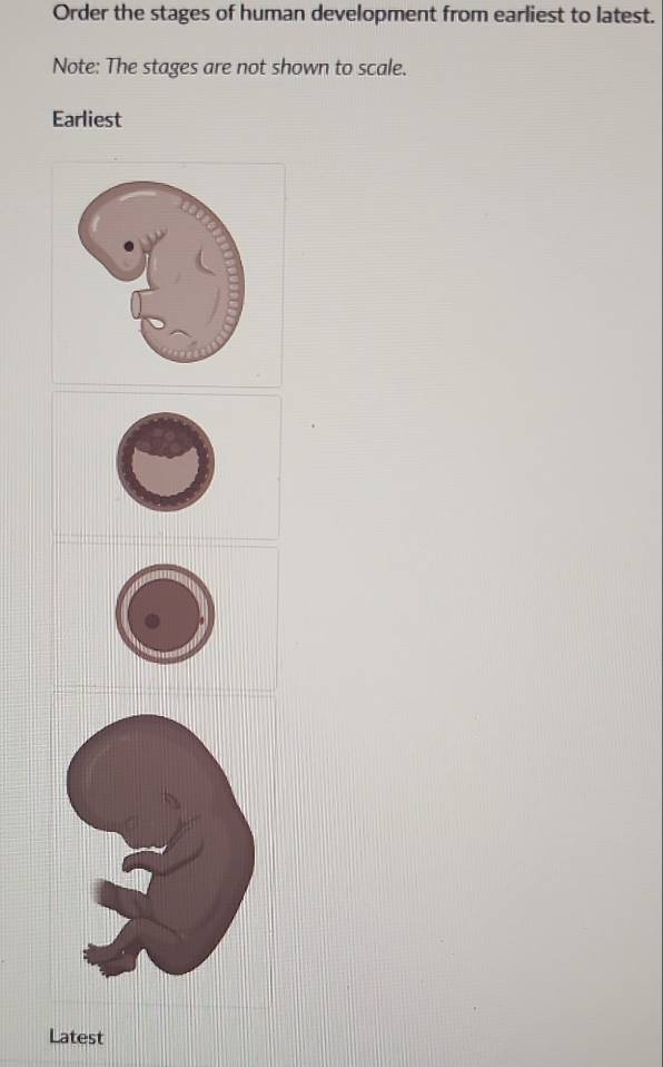 Solved: Order the stages of human development from earliest to latest ...