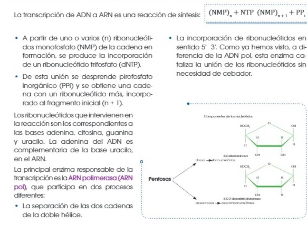 Resuelto:La transcripción de ADN a ARN es una reacción de síntesis ...