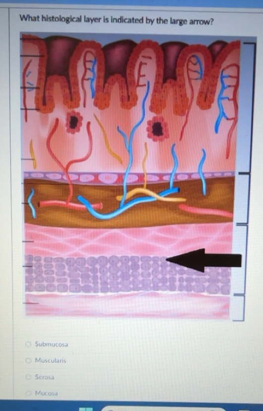 Solved: What histological layer is indicated by the large arrow ...
