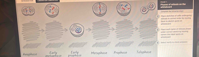 Solved: INTRODUCTION PHASE 1: Phases of mitosis on the whiteboard ...