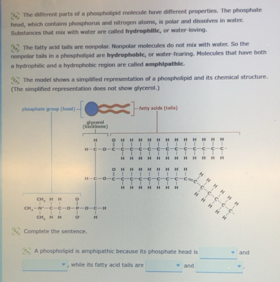Solved: The different parts of a phospholipid molecule have different ...