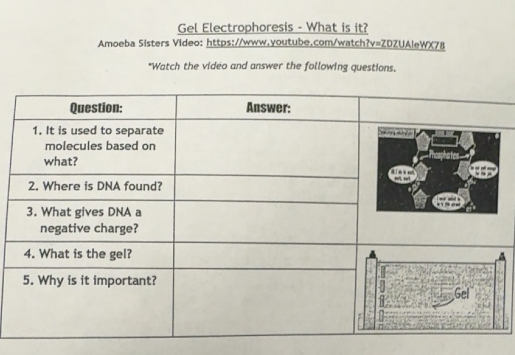 Solved: Gel Electrophoresis - What is it? Amoeba Sisters Video: https ...