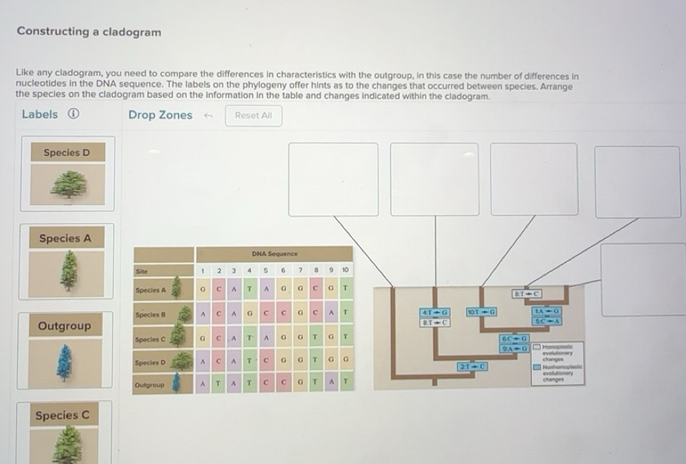 Solved: Constructing a cladogram Like any cladogram, you need to ...