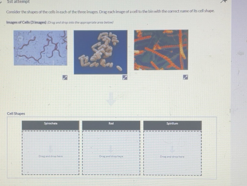 Solved: 1st attempt Consider the shapes of the cells in each of the ...
